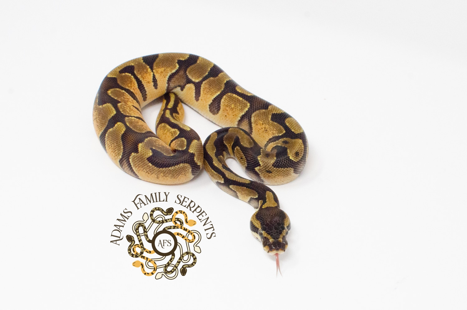 Enchi Het Pied Ball Python by Adams Family Serpents - MorphMarket