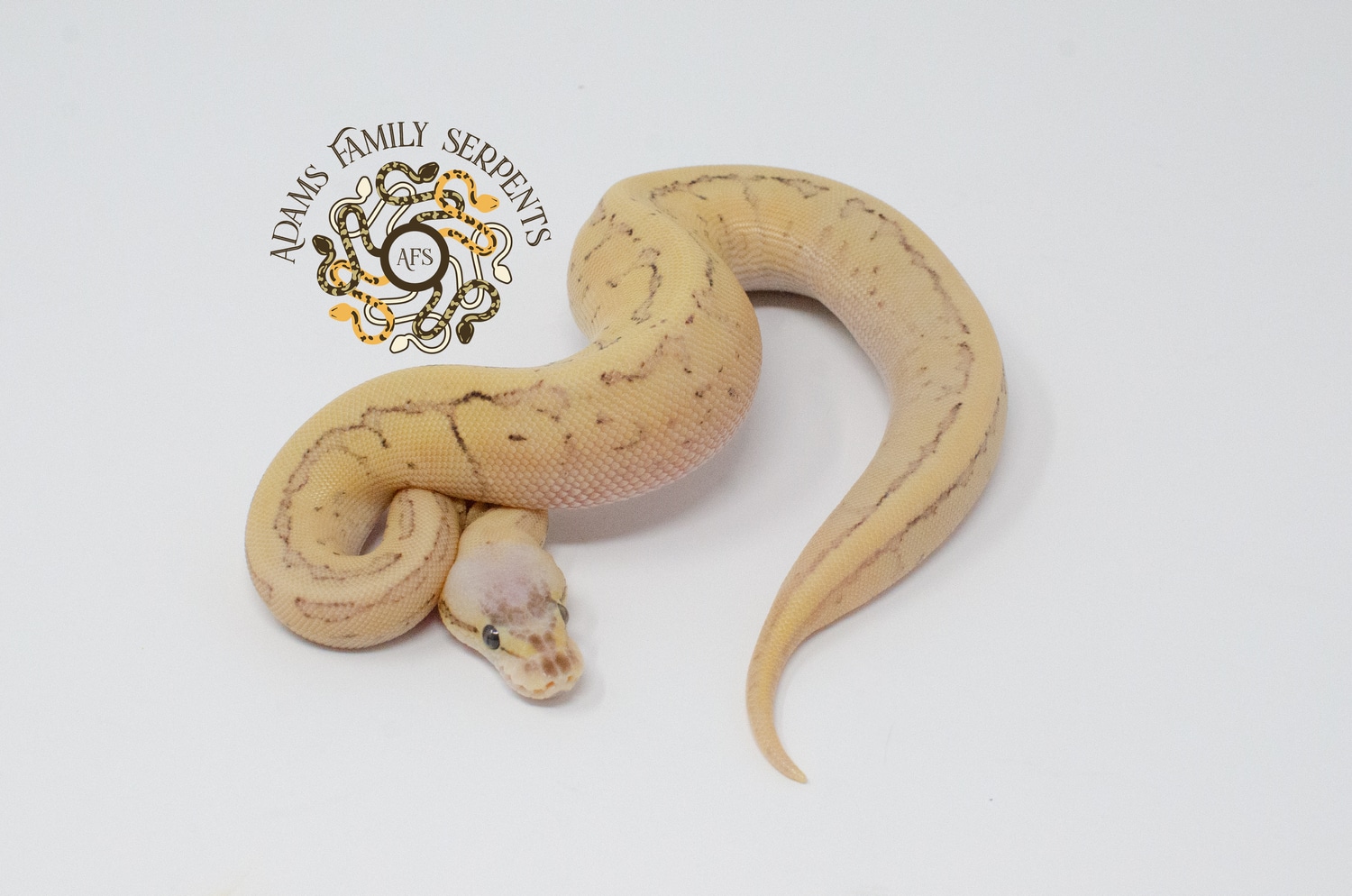 Dragonfly OD Ball Python by Adams Family Serpents - MorphMarket
