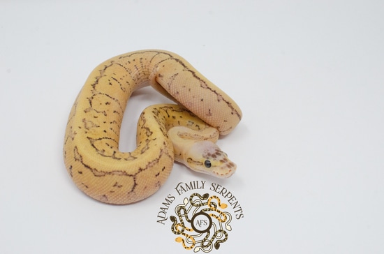 Dragonfly Ball Python by Adams Family Serpents