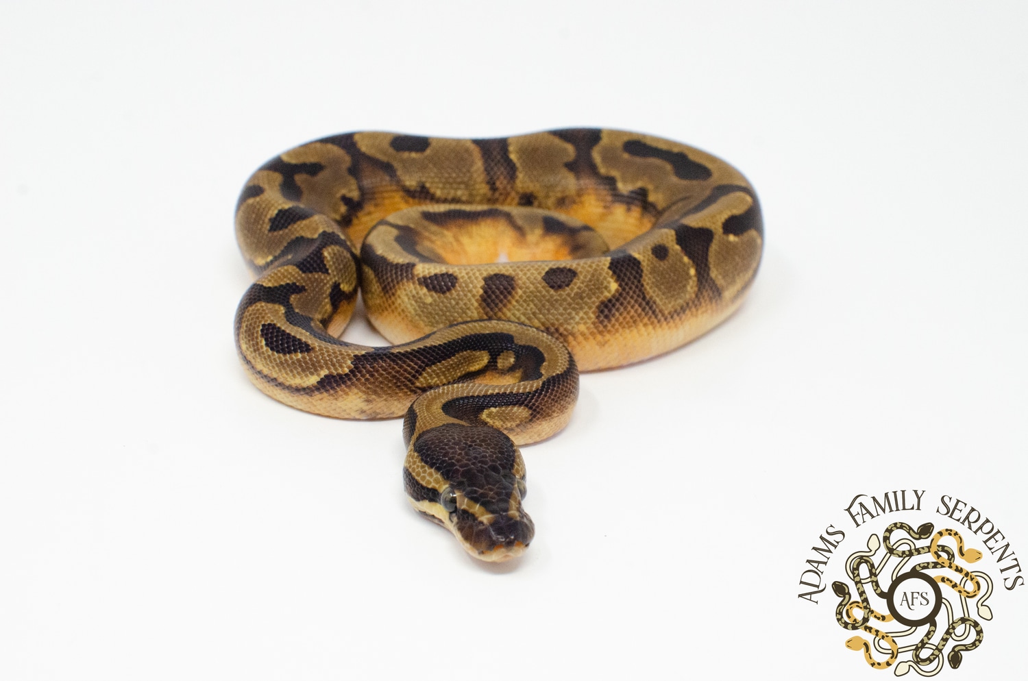 Enchi Pied Male Low White Ball Python by Adams Family Serpents ...