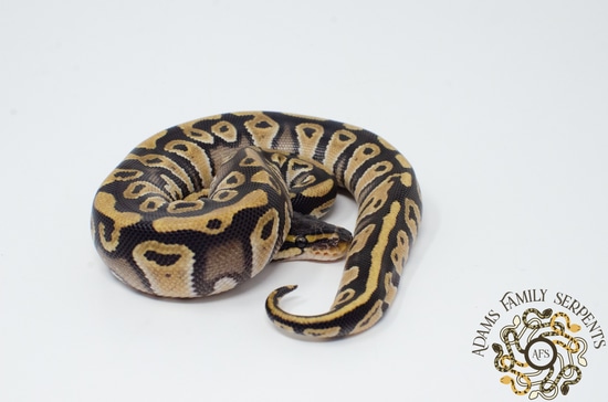 Mystic Het Clown Female Ball Python by Adams Family Serpents