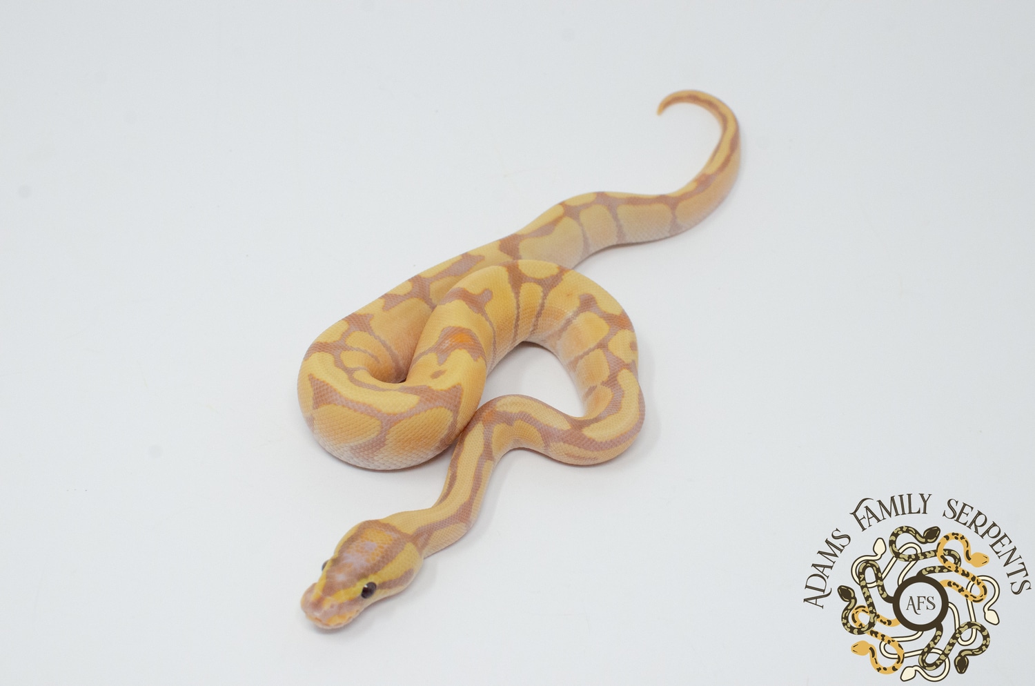 Banana Enchi Pastel Fire 66% Het Clown Ball Python by Adams Family ...