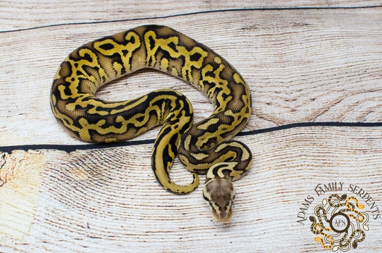 Pastel Leopard Yellow Belly Het Clown Ball Python by Adams Family Serpents