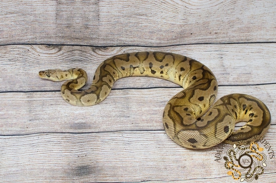 Pastel Clown Almost RTB Ball Python by Adams Family Serpents