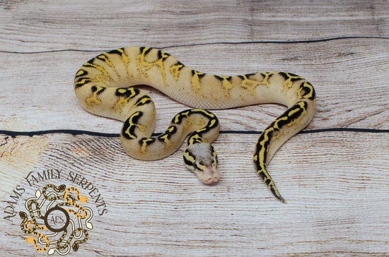 Pastel Freeway Ball Python by Adams Family Serpents