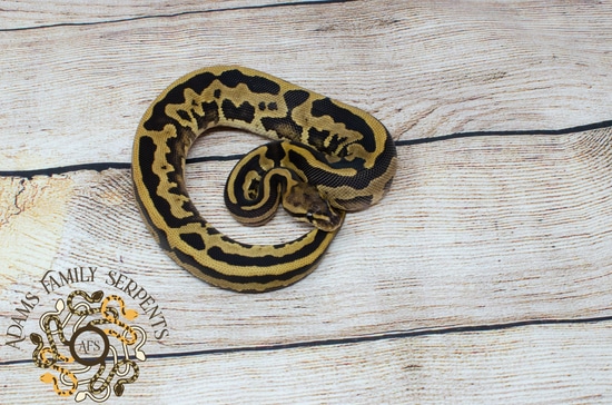 Fire Leopard Het Pied Ball Python by Adams Family Serpents