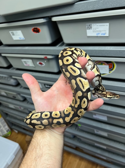 Pastel Double Het DG Clown Ball Python by Adams Family Serpents