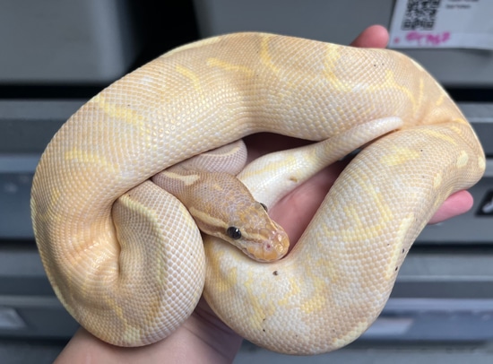Super Gravel Banana Ball Python by Adams Family Serpents