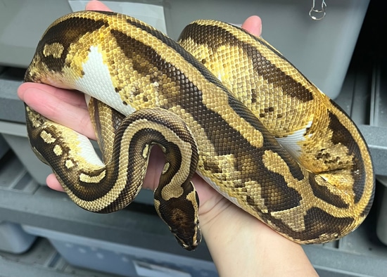 Gravel Pied Almost RTB Ball Python by Adams Family Serpents