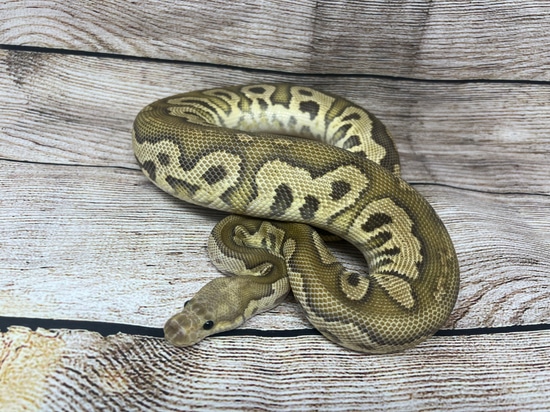 Black Pastel Fire Clown RTB Ball Python by Adams Family Serpents