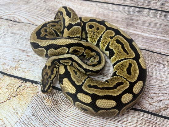 Spotnose Het Clown Subadult Female Ball Python by Adams Family Serpents