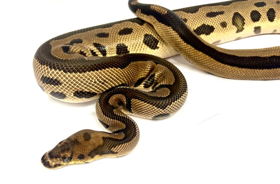 Leopard Clown Proven Ball Python by Adams Family Serpents