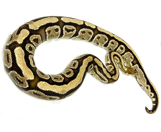 Fire Het Clown - Proven Female - Free Shipping Ball Python by Adams ...