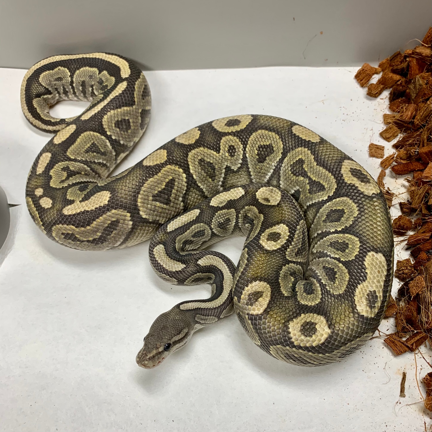 Hypo/ Ghost Cinnamon Ball Python by Innovative Ectotherms - MorphMarket
