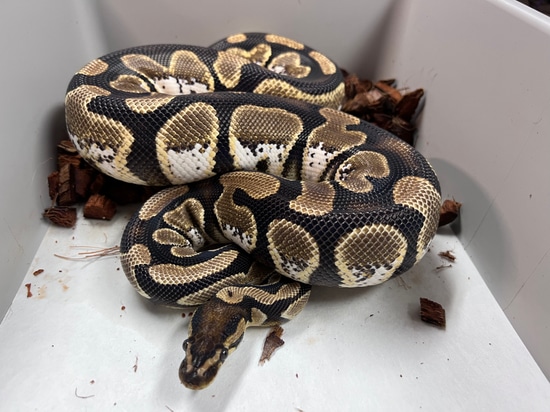 Orange Dream Calico 100 % Het Albino Ball Python by Innovative Ectotherms