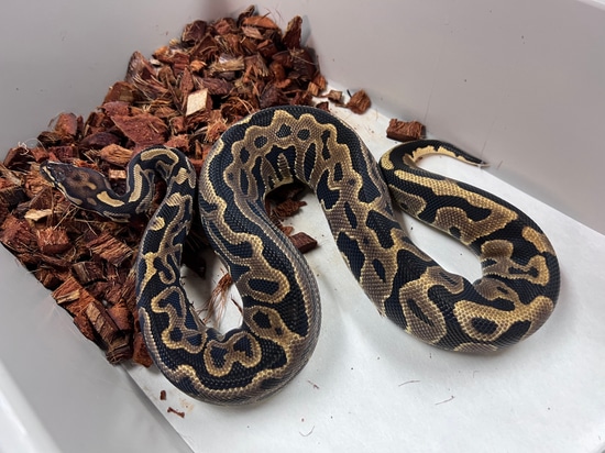 Leopard Spark/Yellowbelly PH Albino Piebald Ball Python by Innovative ...