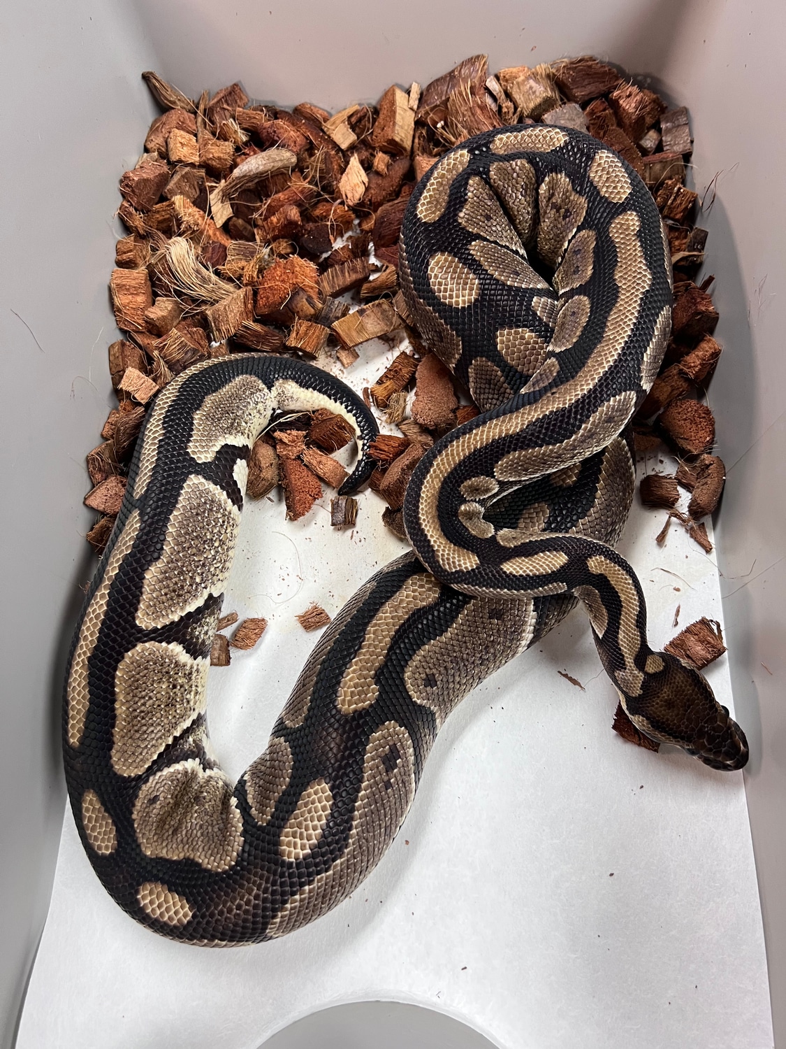 100 % D Het Lavender Albino Piebald Ball Python by Innovative ...