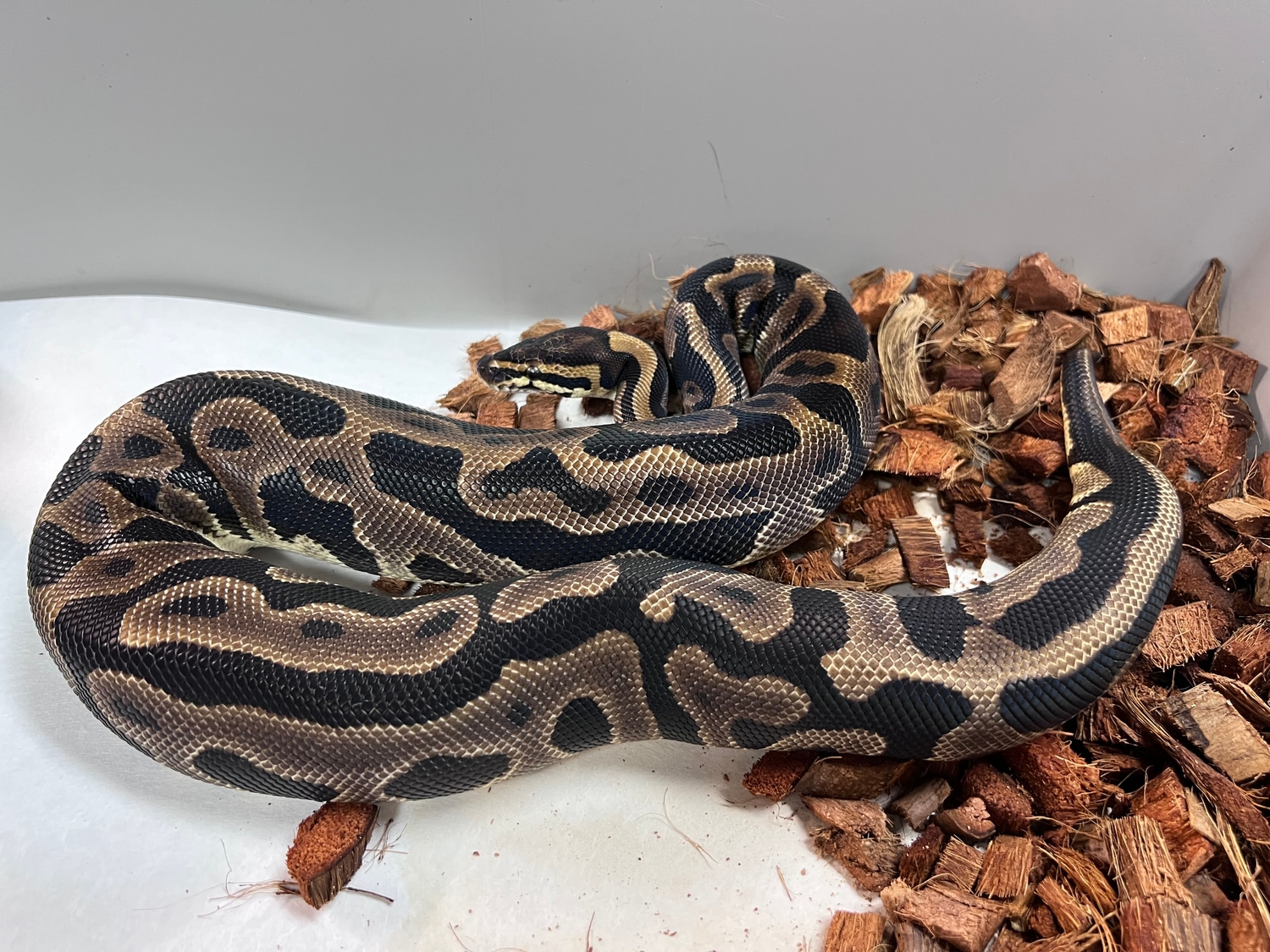 Leopard 100% D Het Piebald Lavender Albino Ball Python by Innovative ...