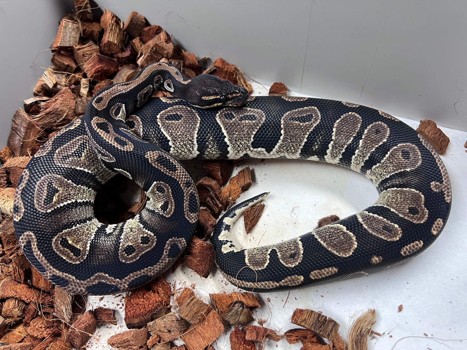 Black Head 100% D Het Lavender Albino Piebald Ball Python by Innovative ...