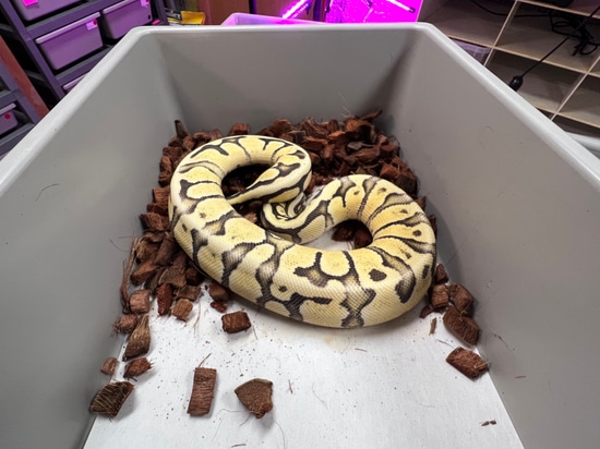 Super Orange Dream Super Vanilla Ball Python by Innovative Ectotherms