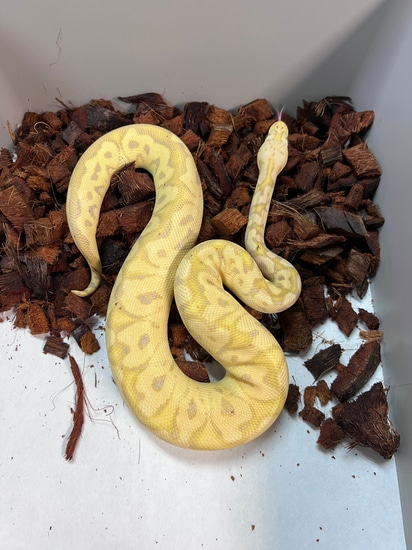 Banana Clown Ball Python by Innovative Ectotherms