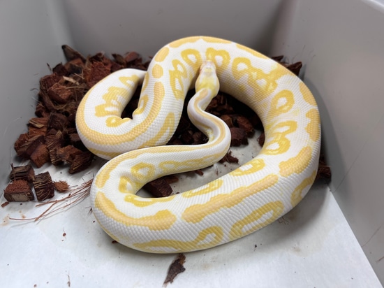 Black Pastel Chocolate Albino Ball Python by Innovative Ectotherms