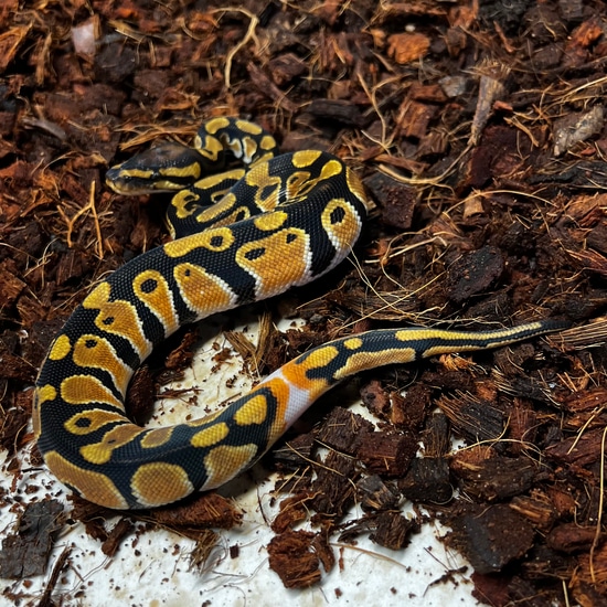 Orange Dream 100% Double Het Piebald Clown (Ringer) Ball Python by ...
