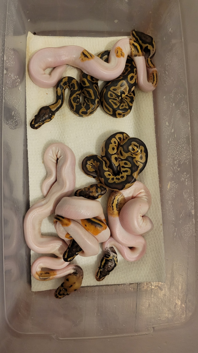 Ball Python Clutch: 22B by BS Reptiles - MorphMarket