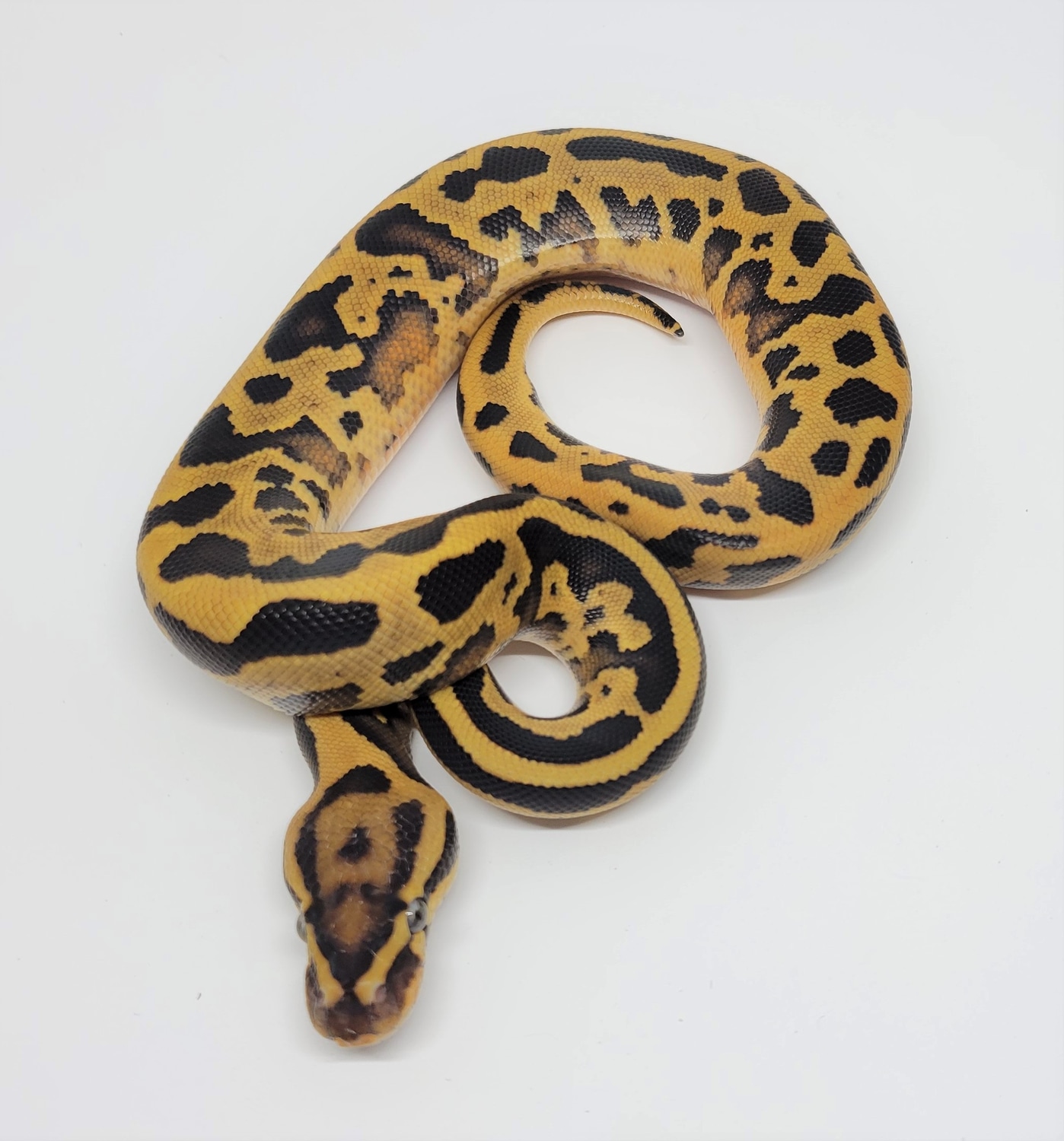 22D17 Leopard YB HPied PhClown Ball Python by BS Reptiles - MorphMarket