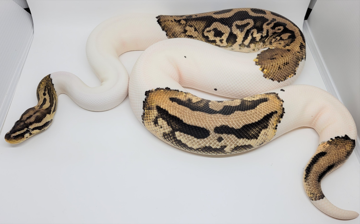 Pastel Leopard Piebald Het Clown Ball Python by BS Reptiles - MorphMarket