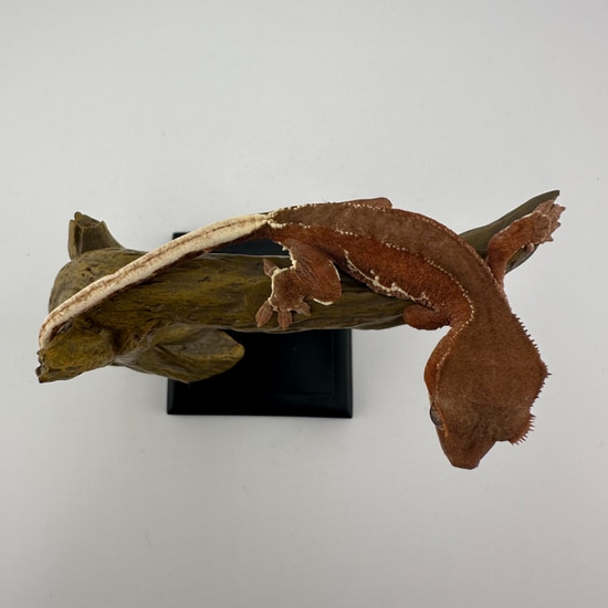 Red Phantom Lilly White Crested Gecko by Insect Brothers Exotic