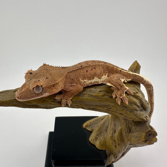 Phantom Lilly White - Low Reserved Price! Crested Gecko by Insect ...