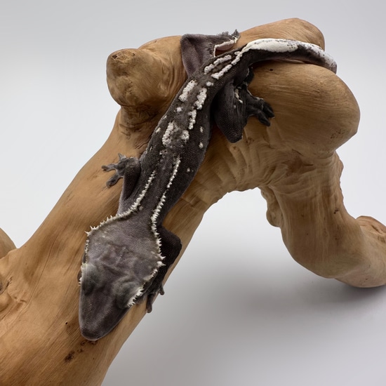 High White Axanthic - Imported From S.Korea Crested Gecko by IB Exotic