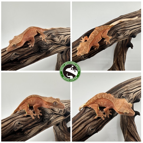 Impressive Red Phantom Porthole Crested Gecko by Insect Brothers Exotic