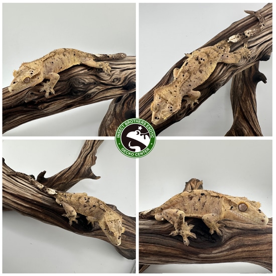 Very Funky Tiger Dalmatian Crested Gecko by Insect Brothers Exotic