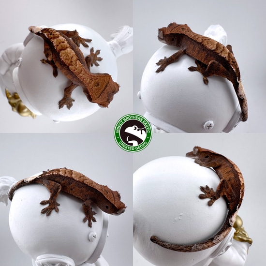 Sable : Imported From Korea - PV Crested Gecko by IB Exotic