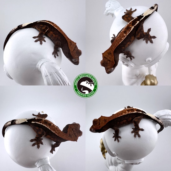 High White Cappuccino 50% Het Axanthic - PV Crested Gecko by Insect ...