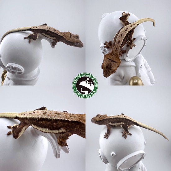 Creamsicle Lilly White - PV Crested Gecko by IB Exotic