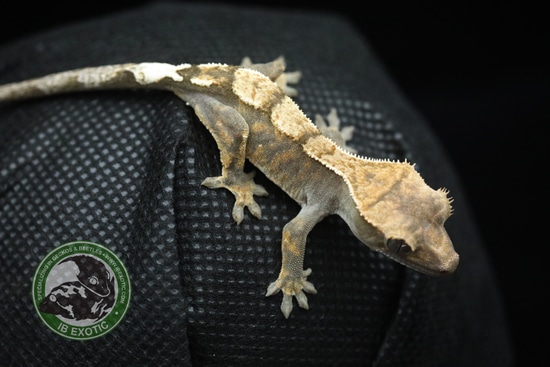 Sable Tri Color - NPV Crested Gecko by IB Exotic