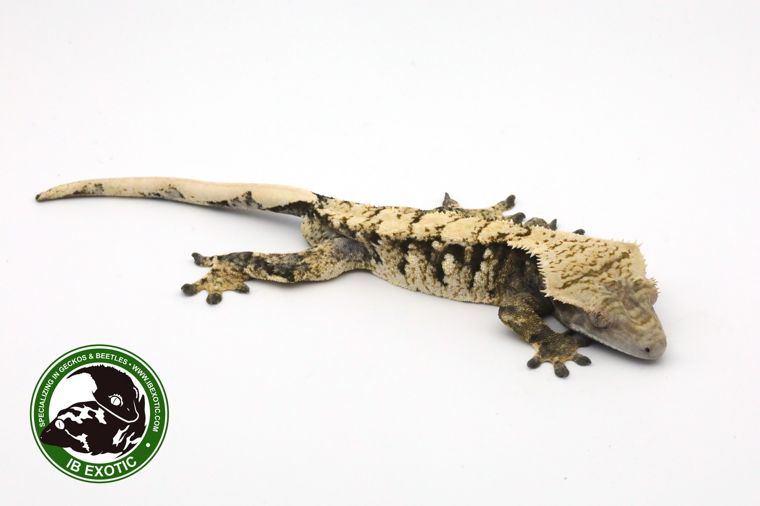 IB Exotic's Collection - MorphMarket