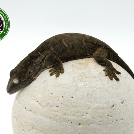 IB Exotic - MorphMarket