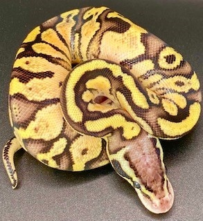 Firefly Ball Python by Insidious Serpents LLC