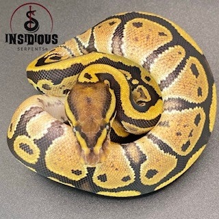 Vanilla Ball Python by Insidious Serpents LLC
