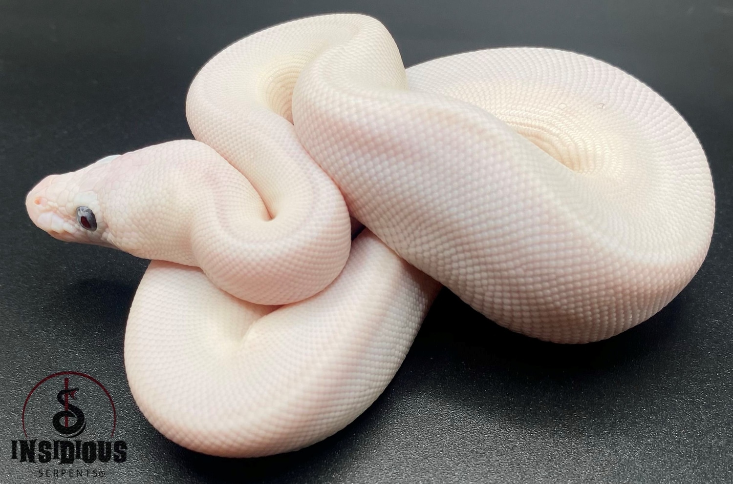 BEL Ball Python by Insidious Serpents LLC - MorphMarket
