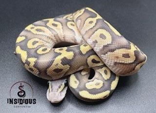 Orange Ghost Mojave Ball Python by Insidious Serpents LLC - MorphMarket