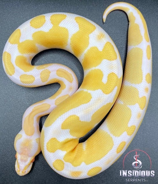 Albino Ball Python by Insidious Serpents LLC - MorphMarket