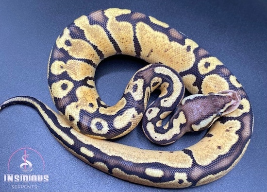 Firefly Ball Python by Insidious Serpents LLC