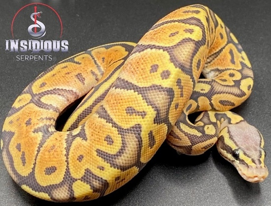 Orange Ghost Ball Python by Insidious Serpents LLC