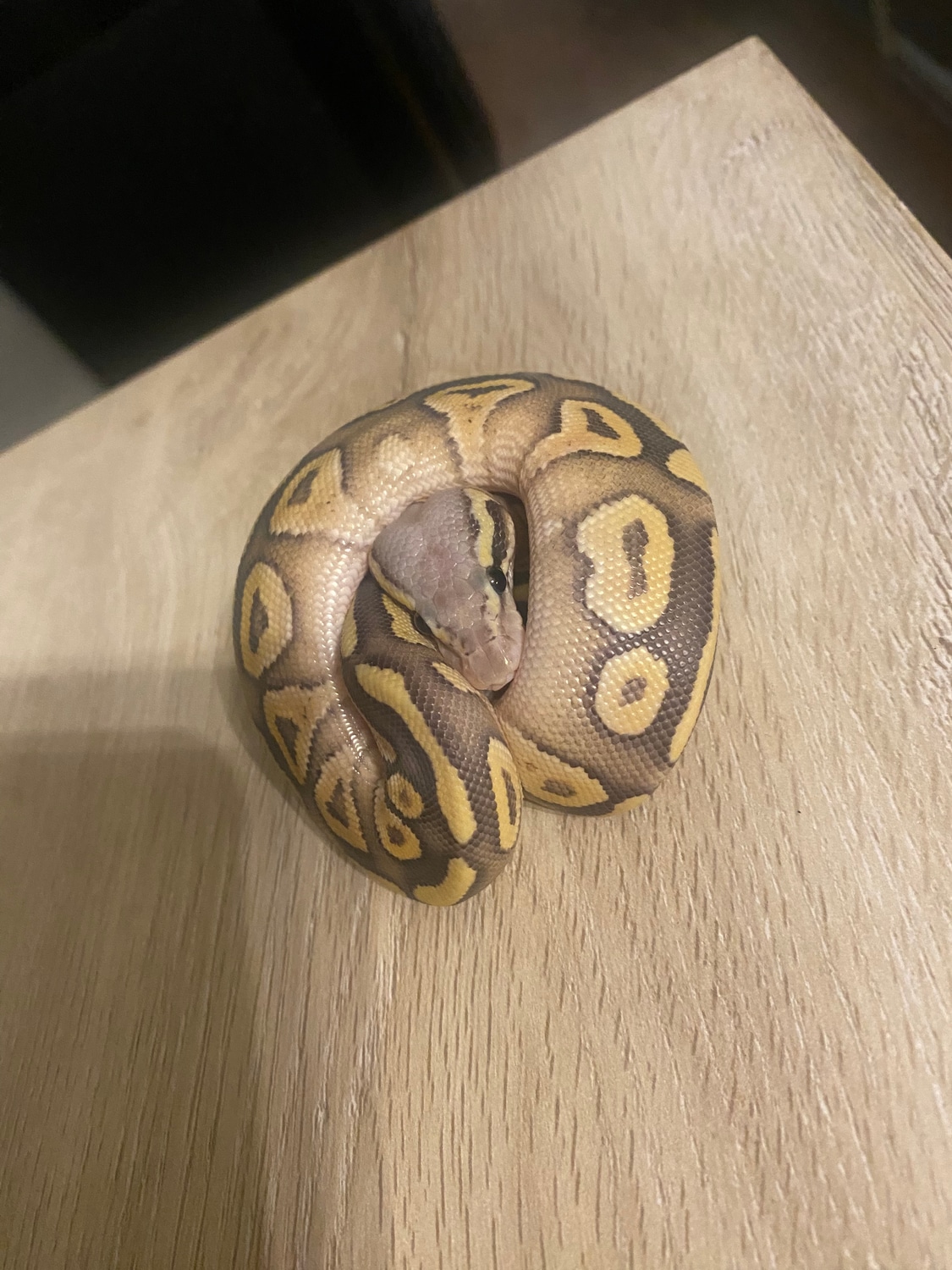 Pastave Orange Ghost Ball Python by Insidious Serpents LLC - MorphMarket