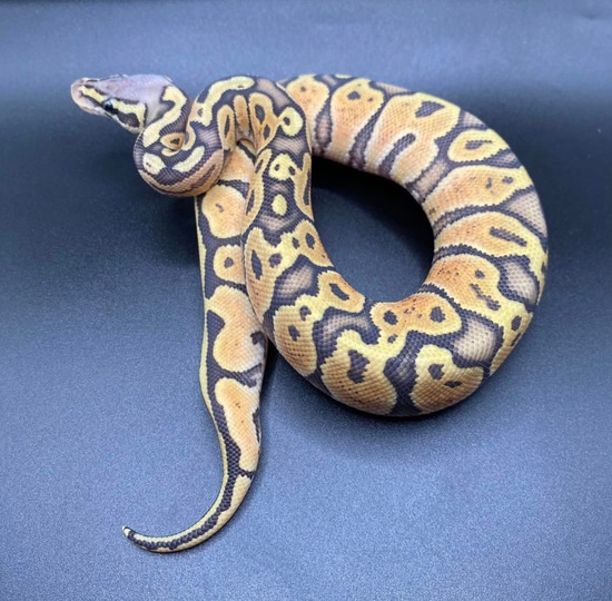 Pastel Orange Ghost Ball Python by Insidious Serpents LLC